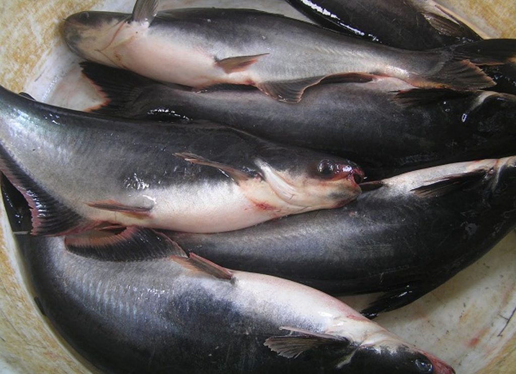 Cara-Budidaya-Ikan-Patin-Di-Kolam-Terpal-Bagi-Pemula | KampusTani.Com Cara-Budidaya-Ikan-Patin-Di-Kolam-Terpal-Bagi-Pemula | KampusTani.Com
