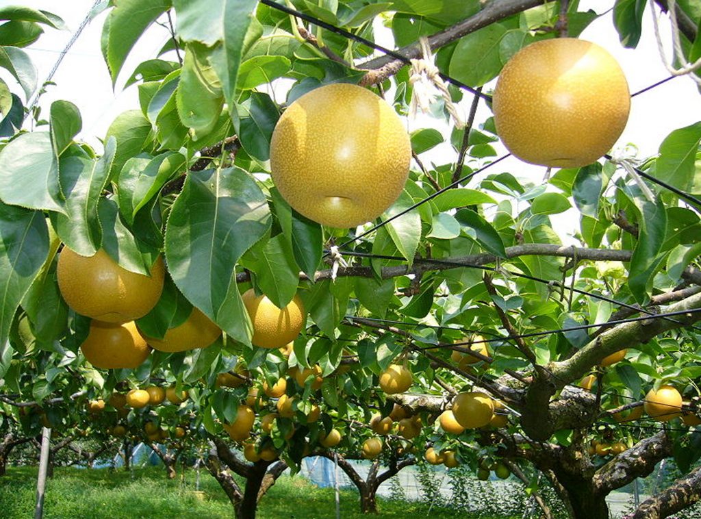 Cara Menanam Buah Pir Dalam Pot
