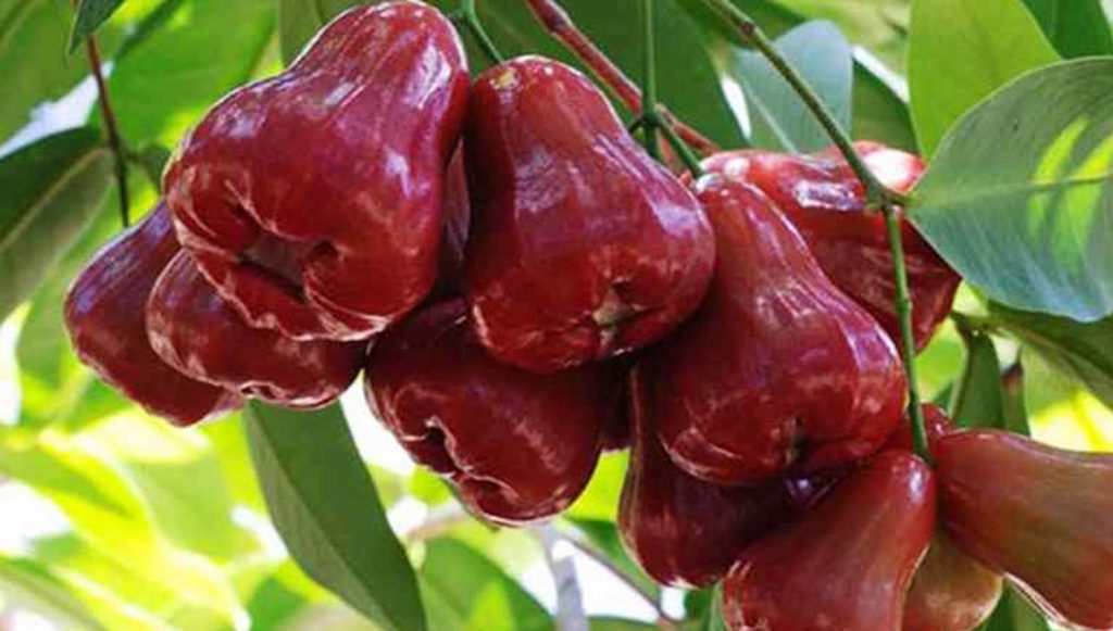 Pengolahan Dan Teknik Penanaman Melati | KampusTani.Com