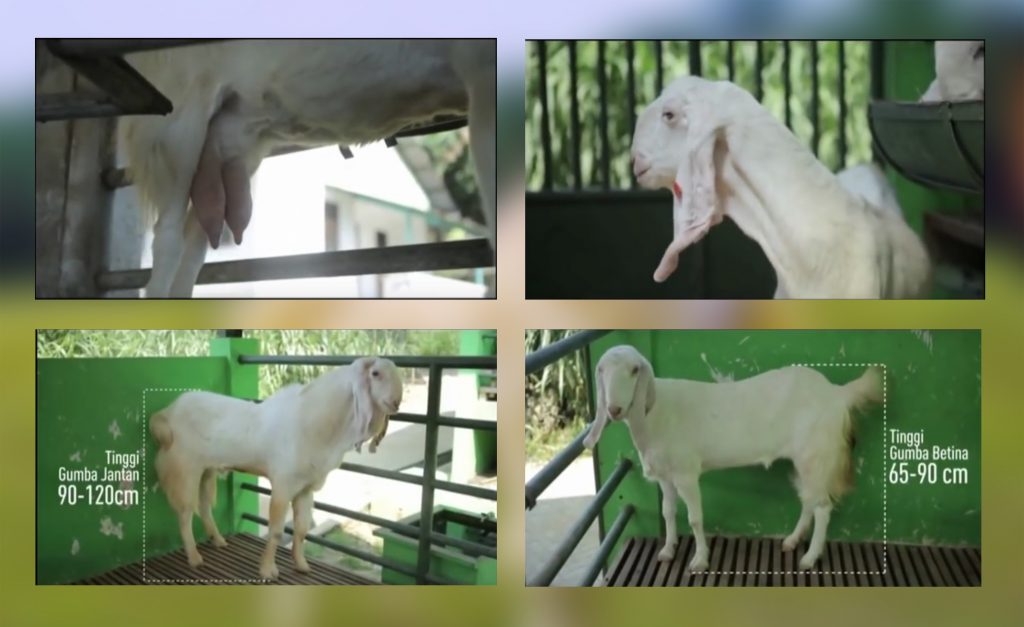 Keunggulan Kambing Senduro | KampusTani.Com