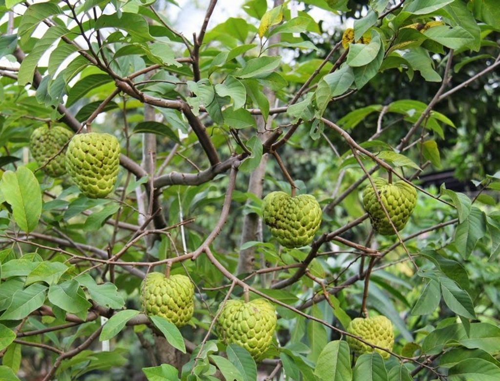 Cara Budidaya Buah Srikaya | KampusTani.Com