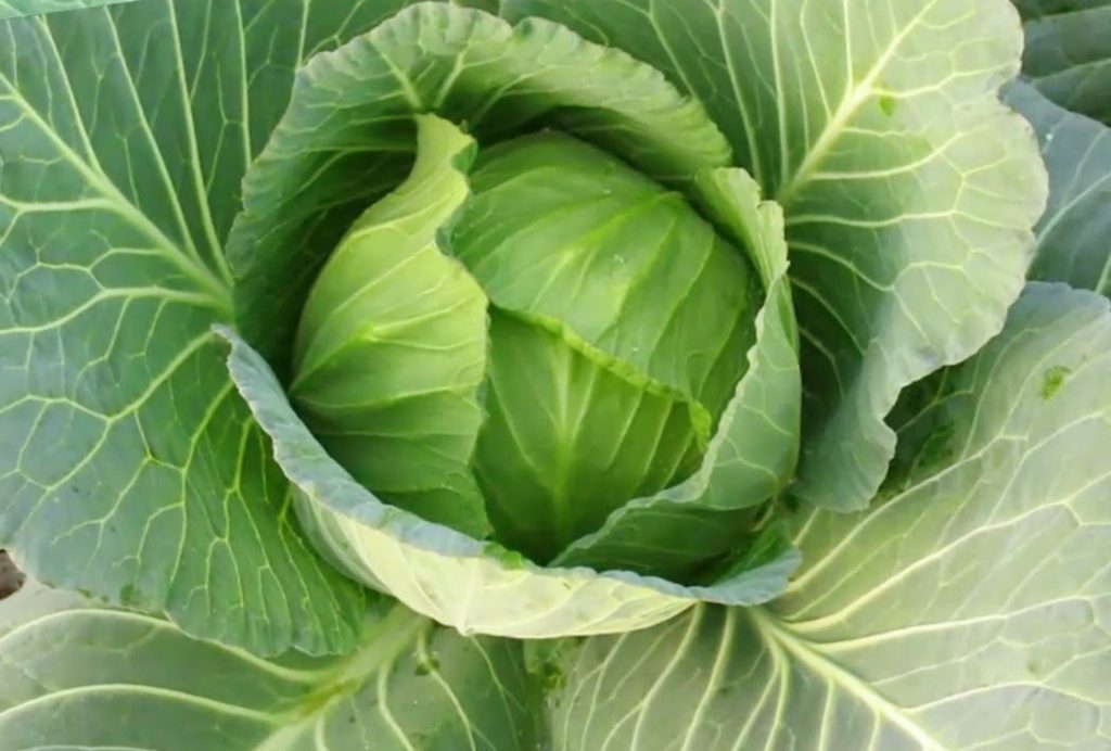 Cara Menanam Kubis di Polybag | KampusTani.Com