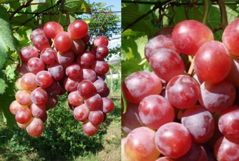 Cara Stek Bunga Mawar | KampusTani.Com