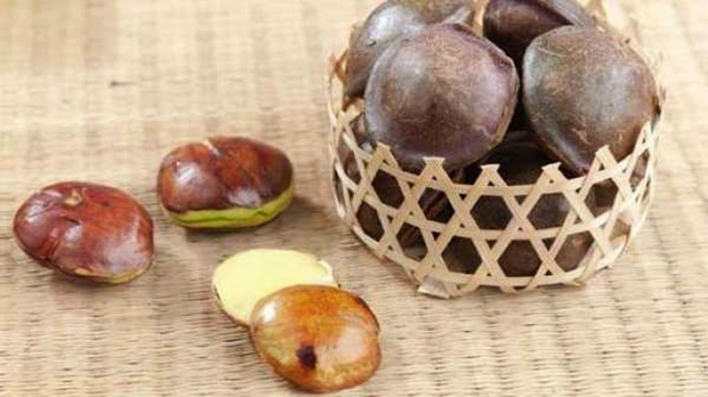 Cara Menanam Jengkol Agar Cepat Berbuah | KampusTani.Com