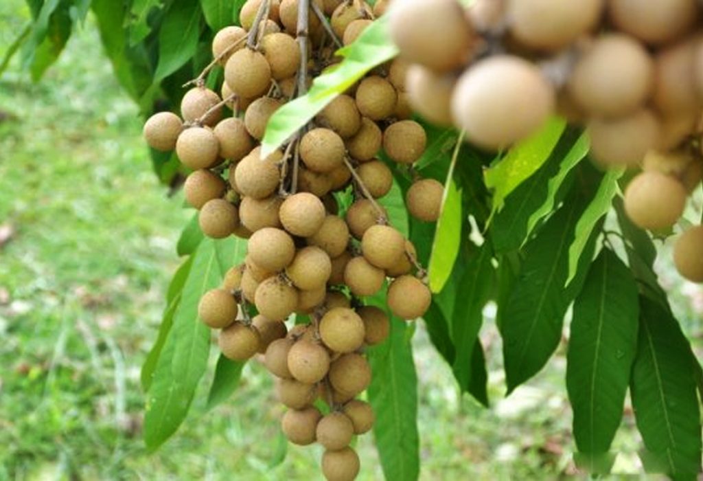 Cara Sambung Pucuk Tanaman Kelengkeng | KampusTani.Com