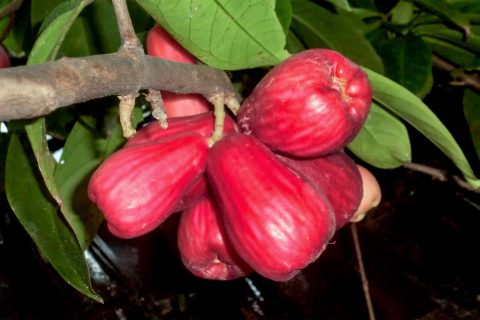 Jambu Bol | KampusTani.Com