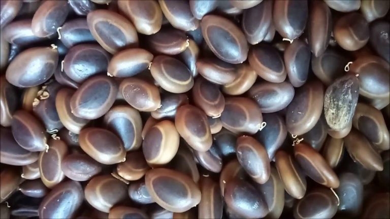 Cara Menyemai Biji Sengon Buto | KampusTani.Com