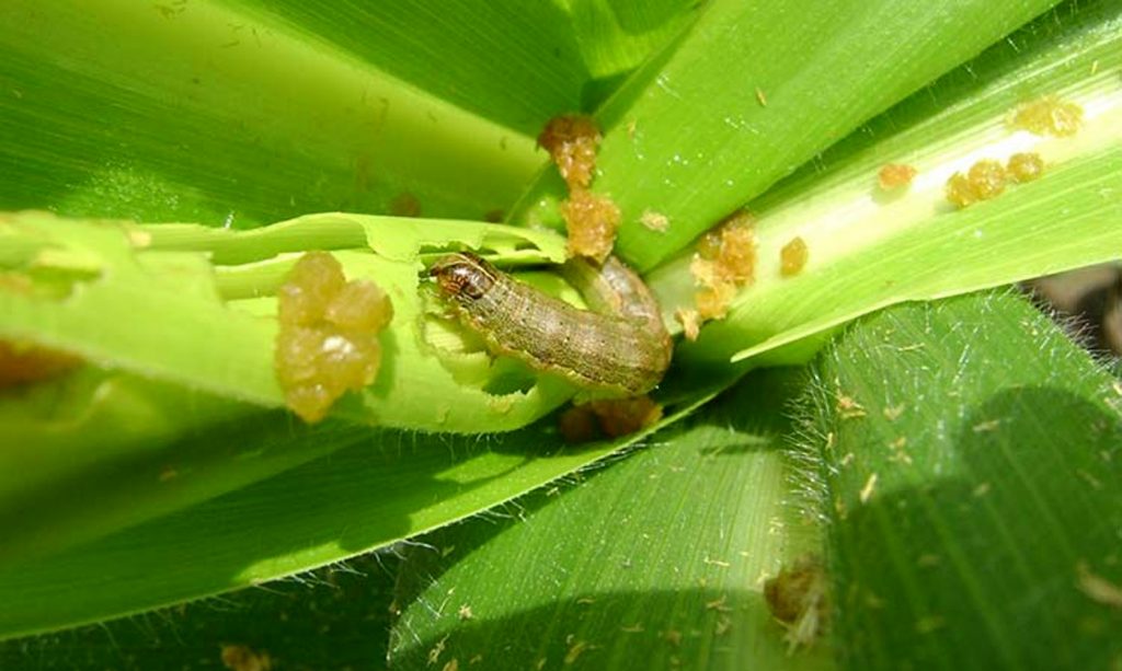 Pengendalian Hama dan Penyakit Tanaman Jagung | KampusTani.Com