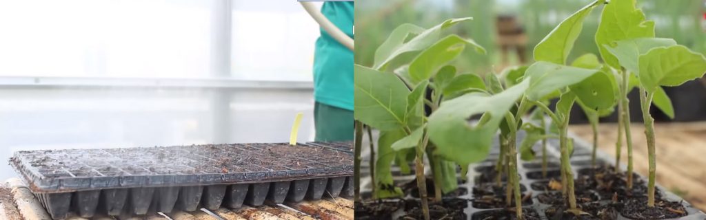 Budidaya Terong Ungu | KampusTani.Com