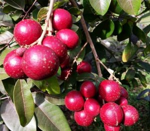 budidaya kelengkeng merah | KampusTani.Com