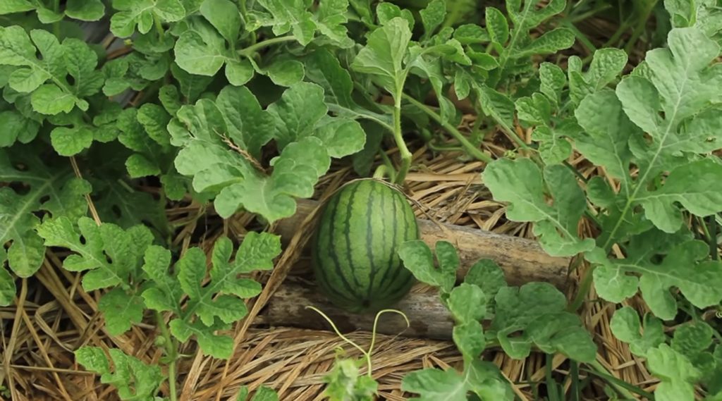 Cara Penyerbukan Semangka | KampusTani.Com