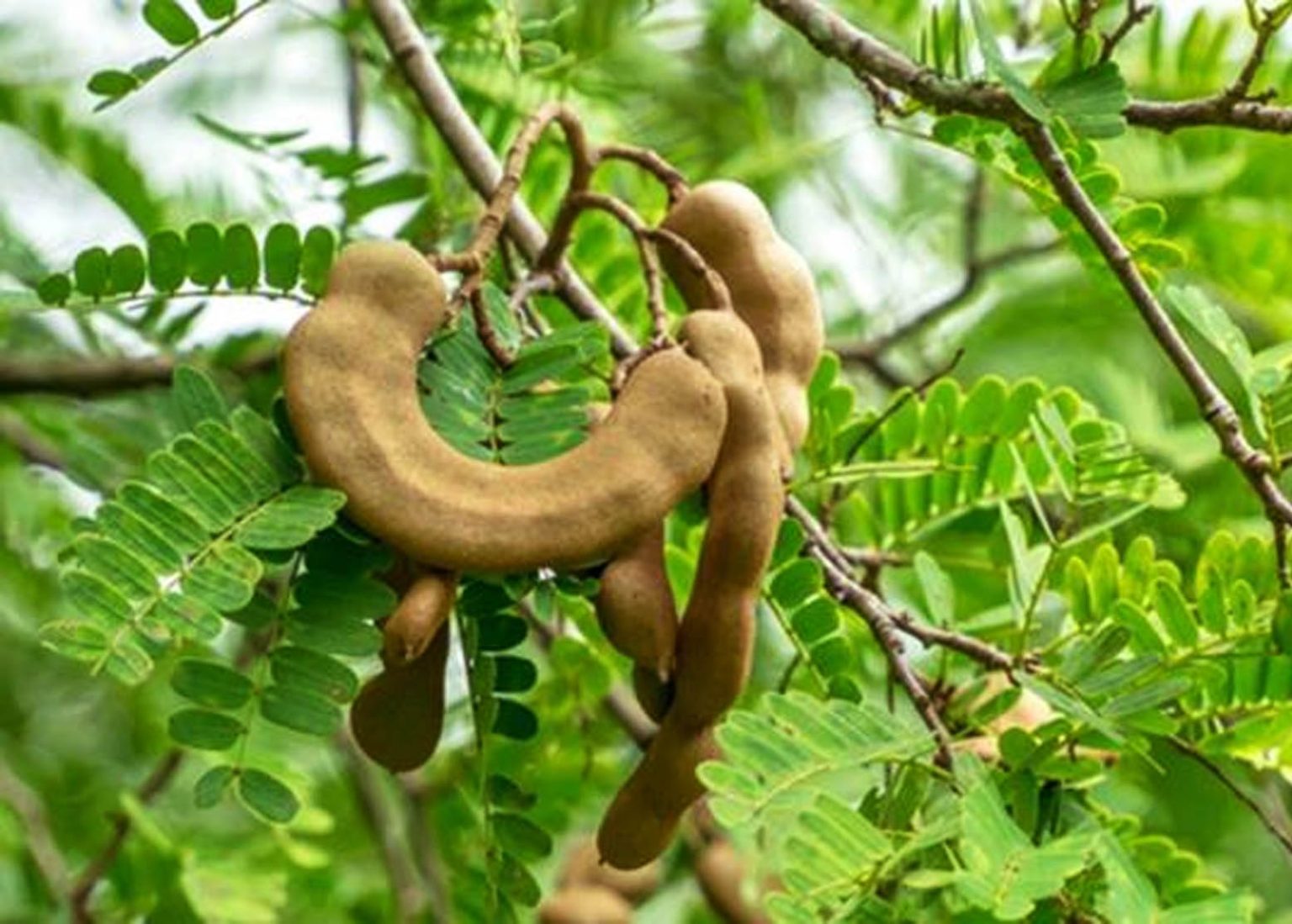 Cara Mencangkok Pohon Asam Jawa | KampusTani.Com