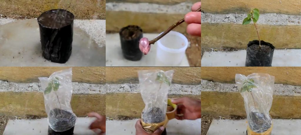 Cara Stek Bunga Bougenville Kampustani Com