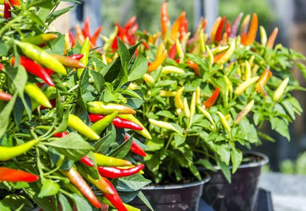 Budidaya Cabe Rawit Organik Dalam Polybag | KampusTani.Com