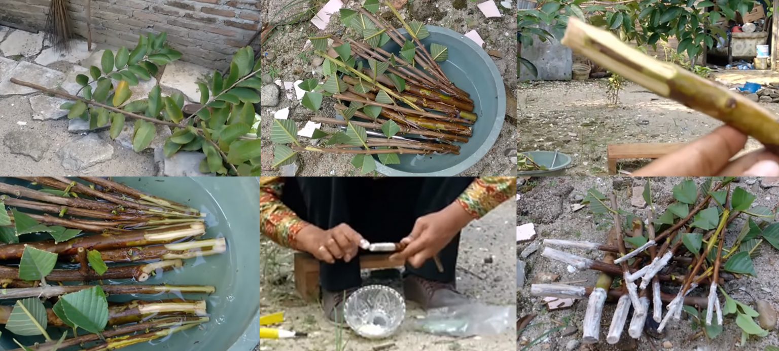 Cara Stek Batang Jambu Biji Merah | KampusTani.Com