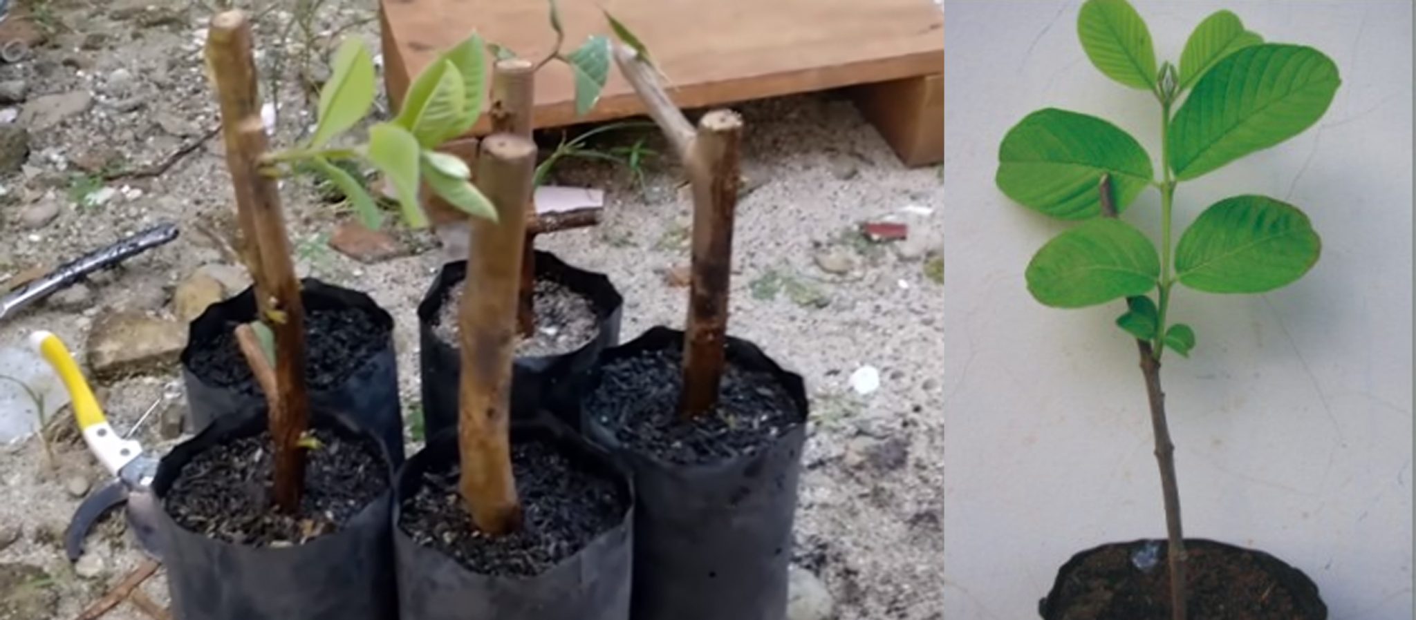 Cara Stek Batang Jambu Biji Merah | KampusTani.Com