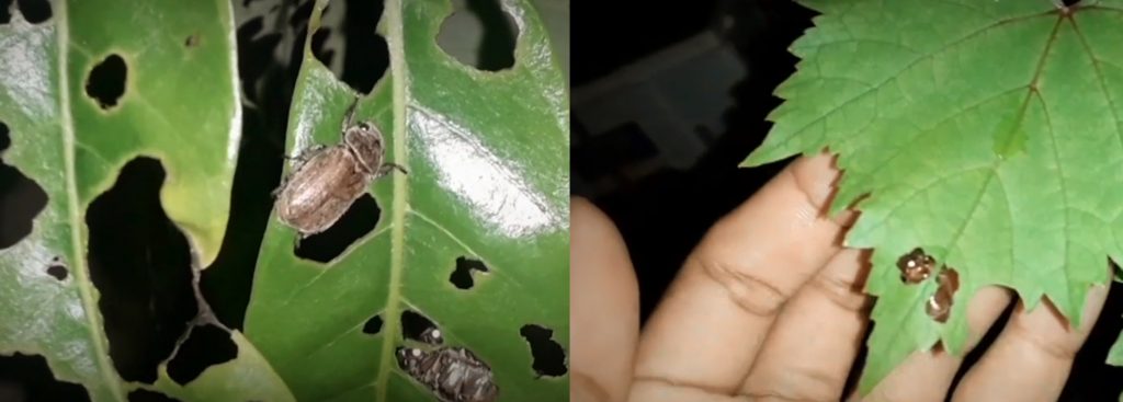 Hama Perusak Daun | KampusTani.Com