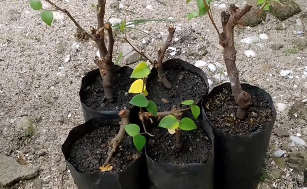 Cara Stek Tanaman Buah Belimbing | KampusTani.Com