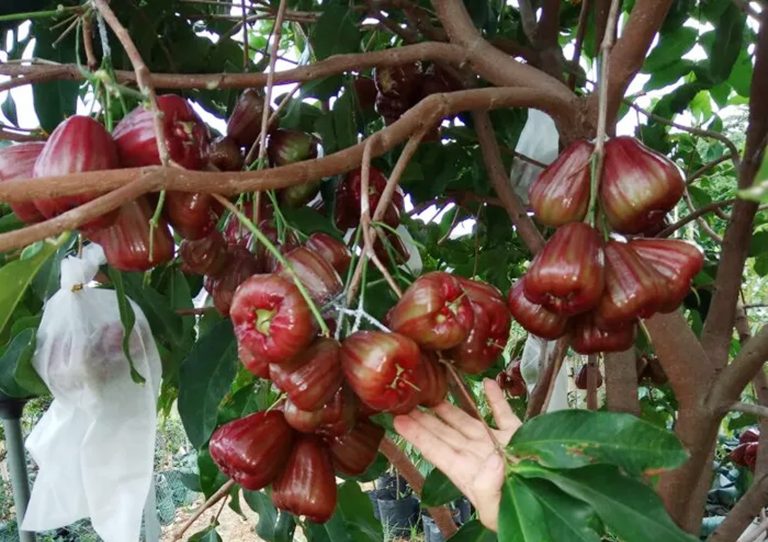 jambu air king rose | KampusTani.Com