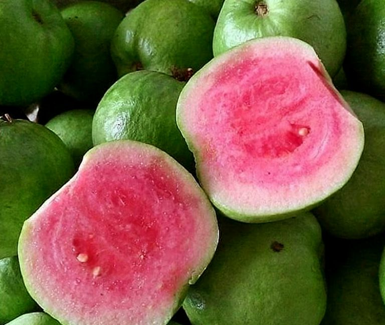 jambu sukun merah | KampusTani.Com