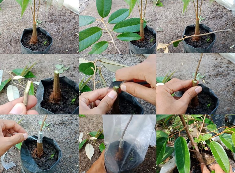Cara Sambung Pucuk Durian Bawor | KampusTani.Com
