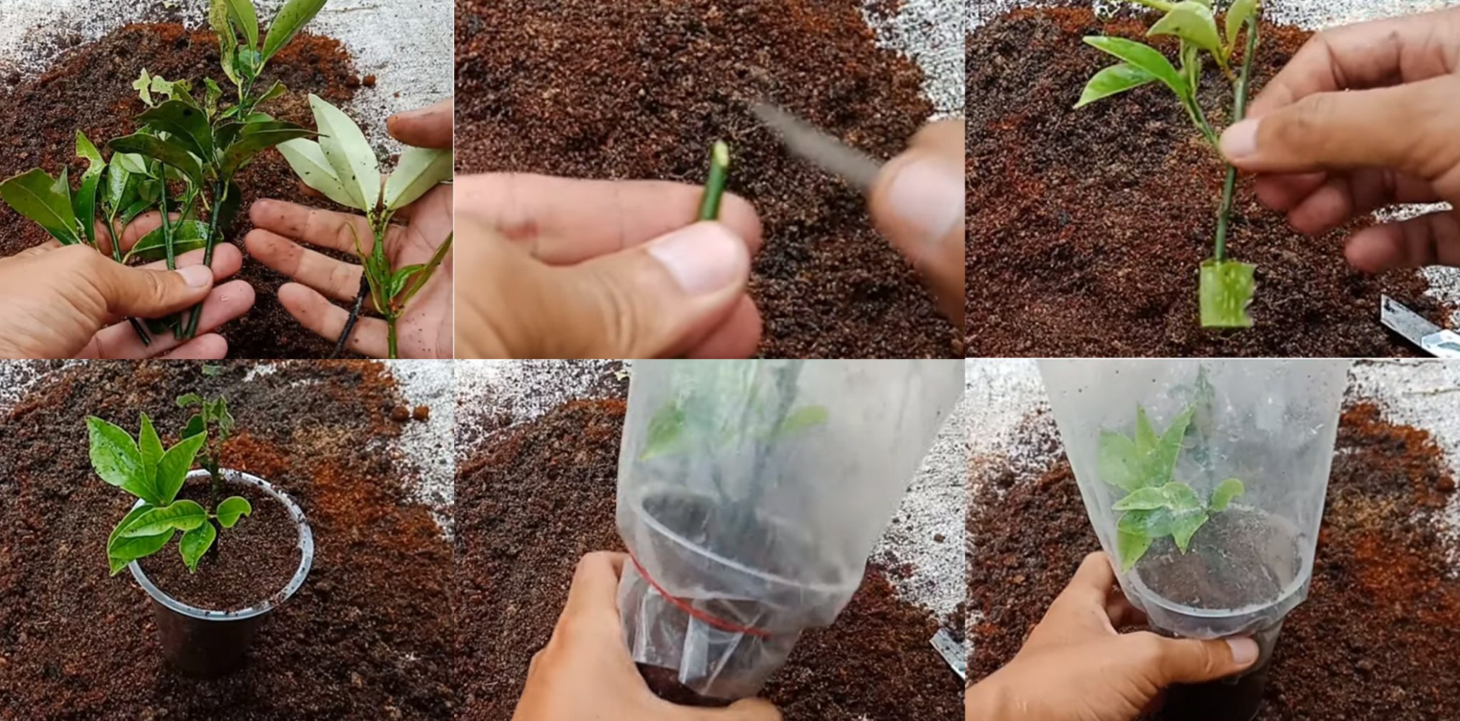 Cara Stek Jeruk Nagami Menggunakan Perangsang Akar Alami | KampusTani.Com