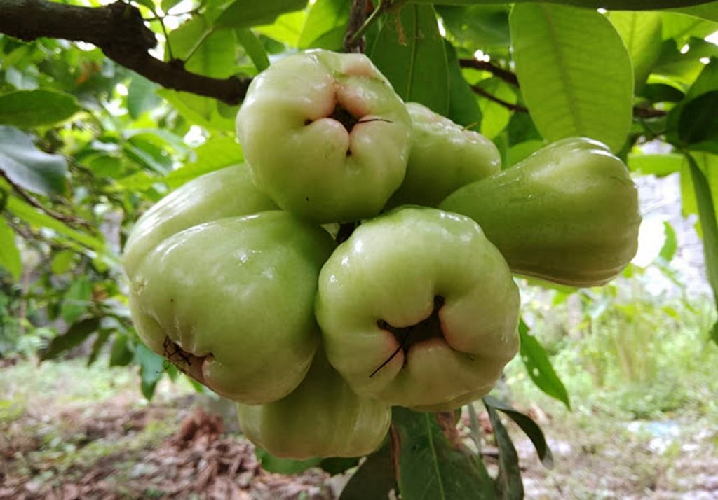 Pemupukan Jambu Madu | KampusTani.Com