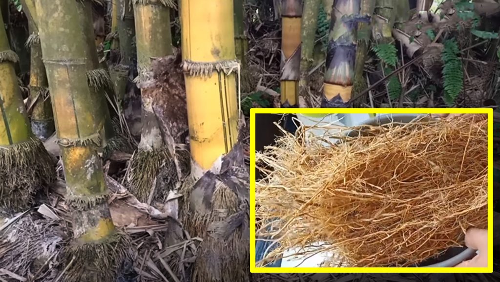 Cara Stek Bunga Mawar | KampusTani.Com