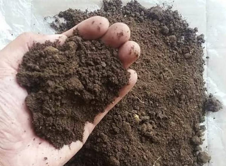 fermentasi kohe sapi | KampusTani.Com