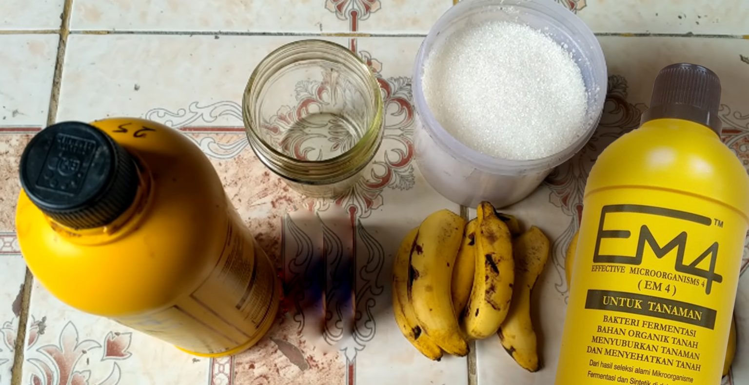 Cara Memperbanyak Mikoriza | KampusTani.Com