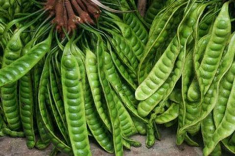 pete | KampusTani.Com