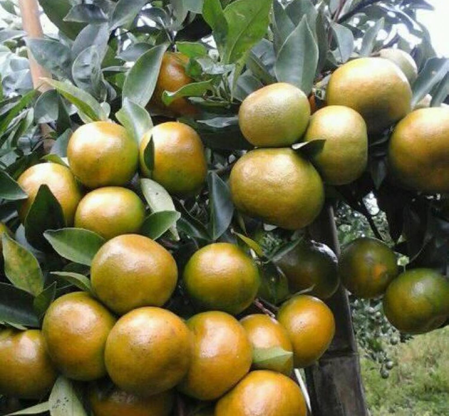 bibit jeruk manis siam | KampusTani.Com