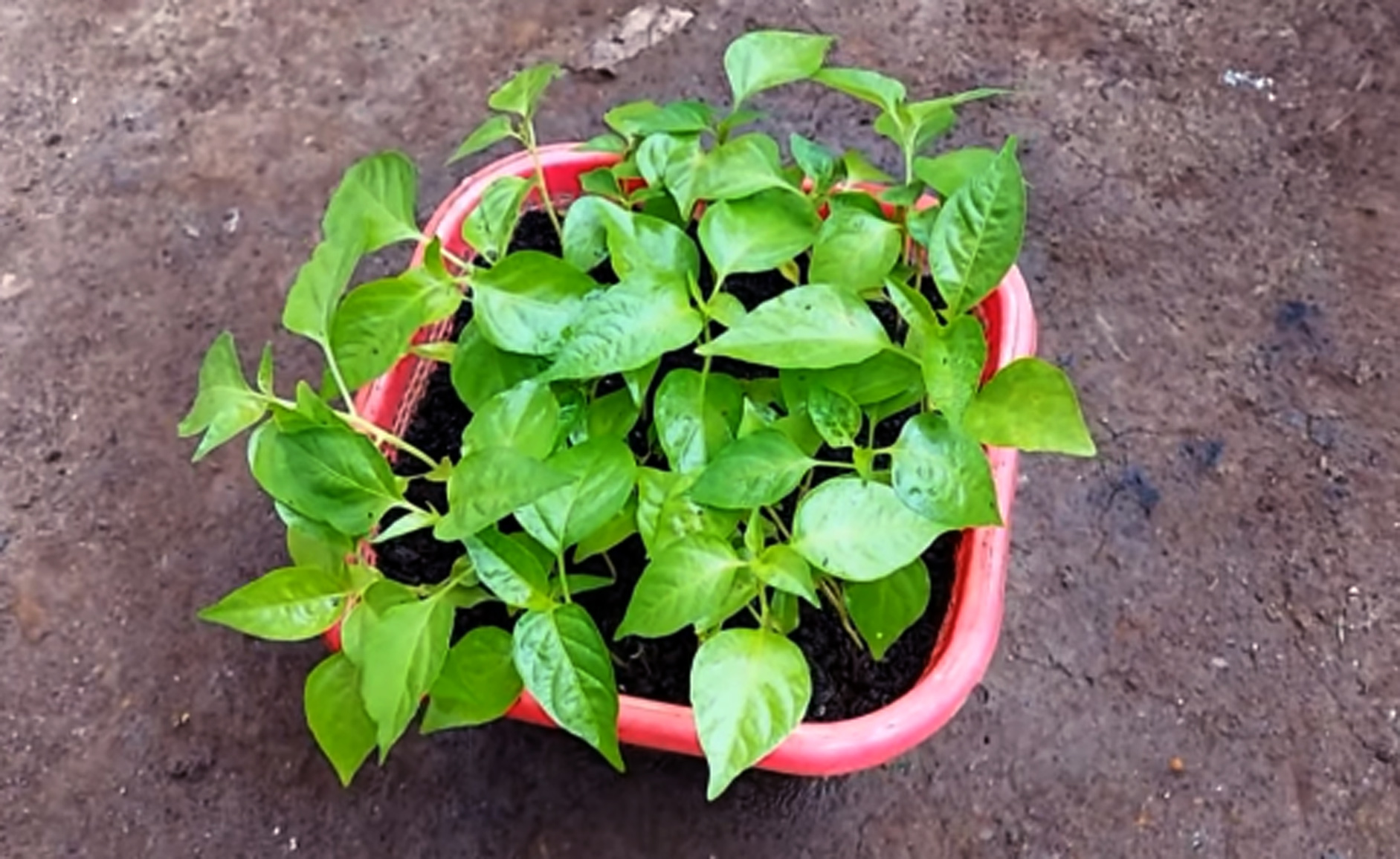 Cara Memindahkan Bibit Cabe Dari Tray Semai Cabe Bibit