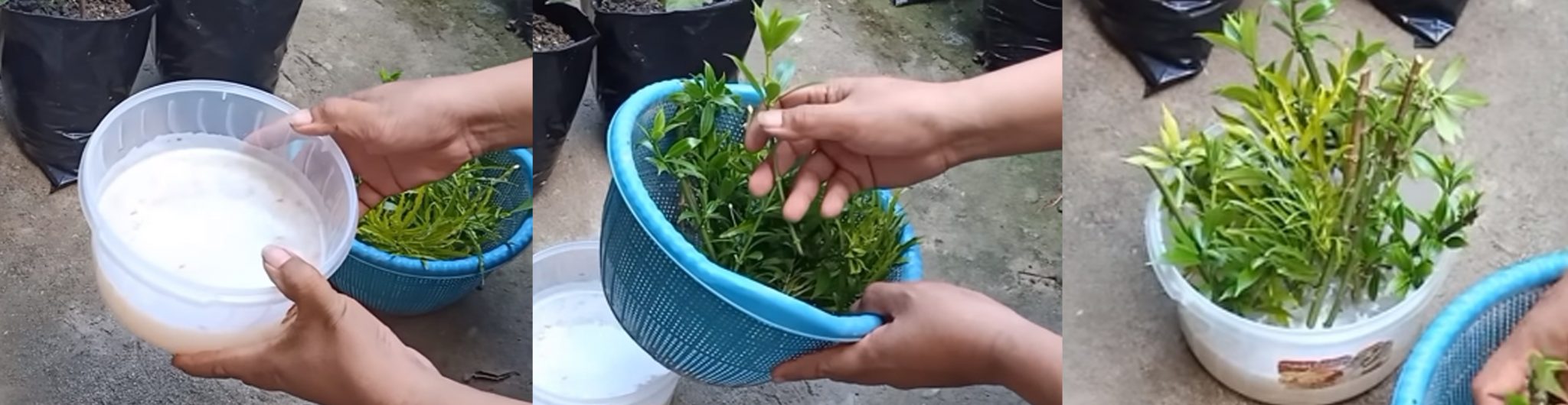 Cara Membuat Ramuan Perangsang Akar Tanaman | KampusTani.Com