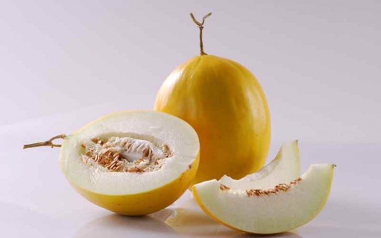 melon golden | KampusTani.Com