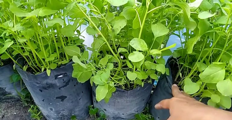Cara Semai Benih Edamame | KampusTani.Com
