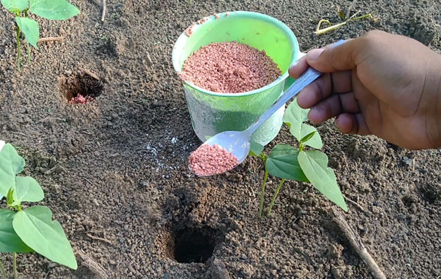 Cara Menyemai Biji Buah Matoa | KampusTani.Com