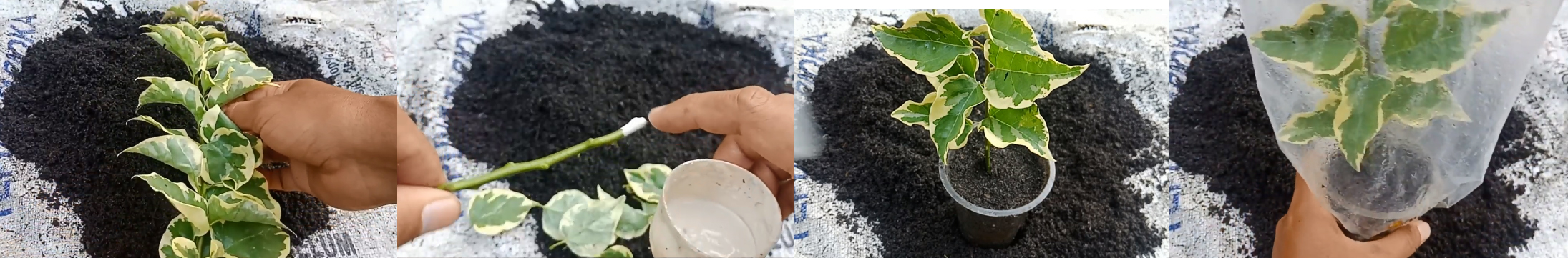 Cara Stek Bougenville Variegata Kampus Tani