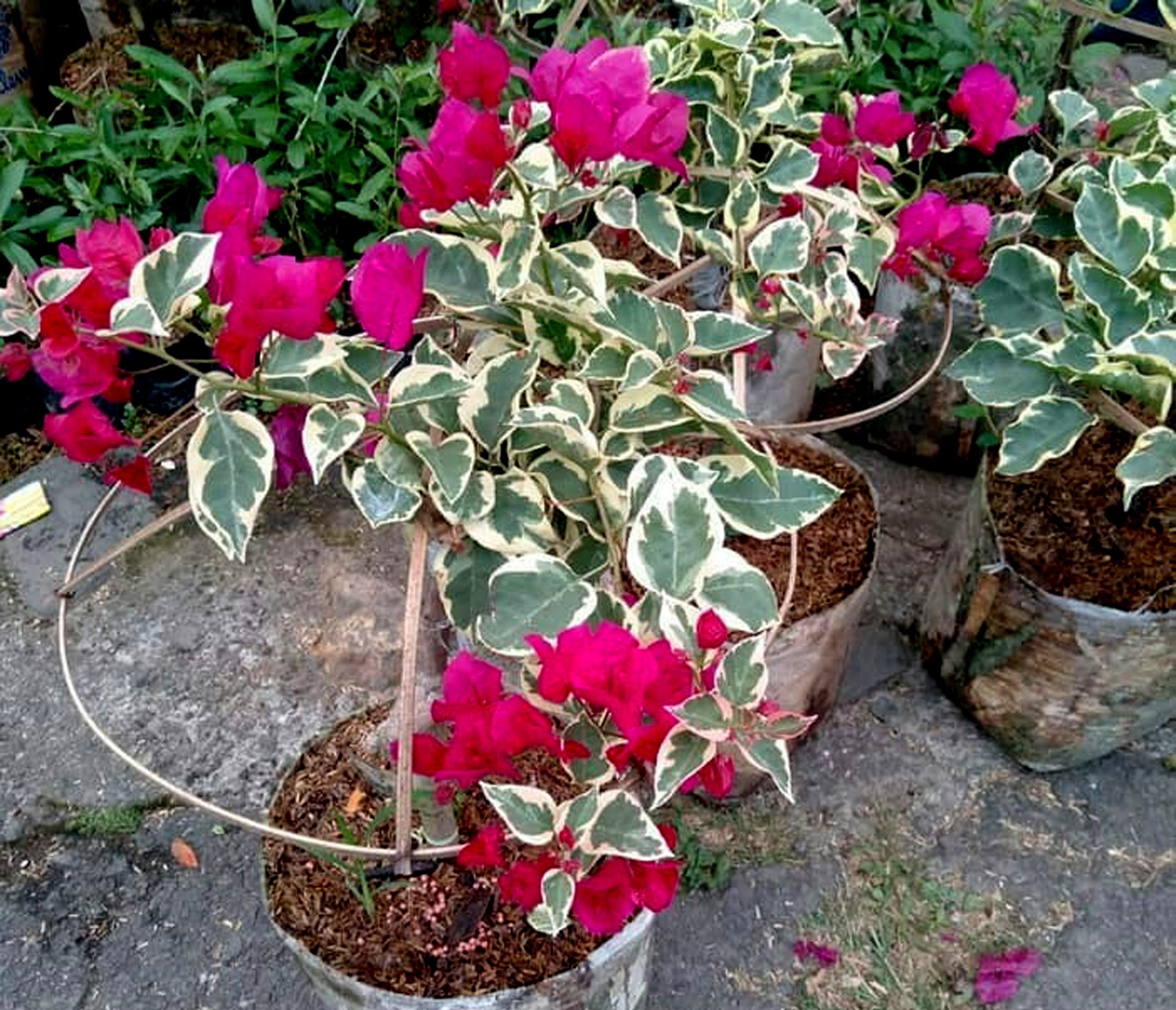 Cara Stek Bougenville Variegata Kampustani Com