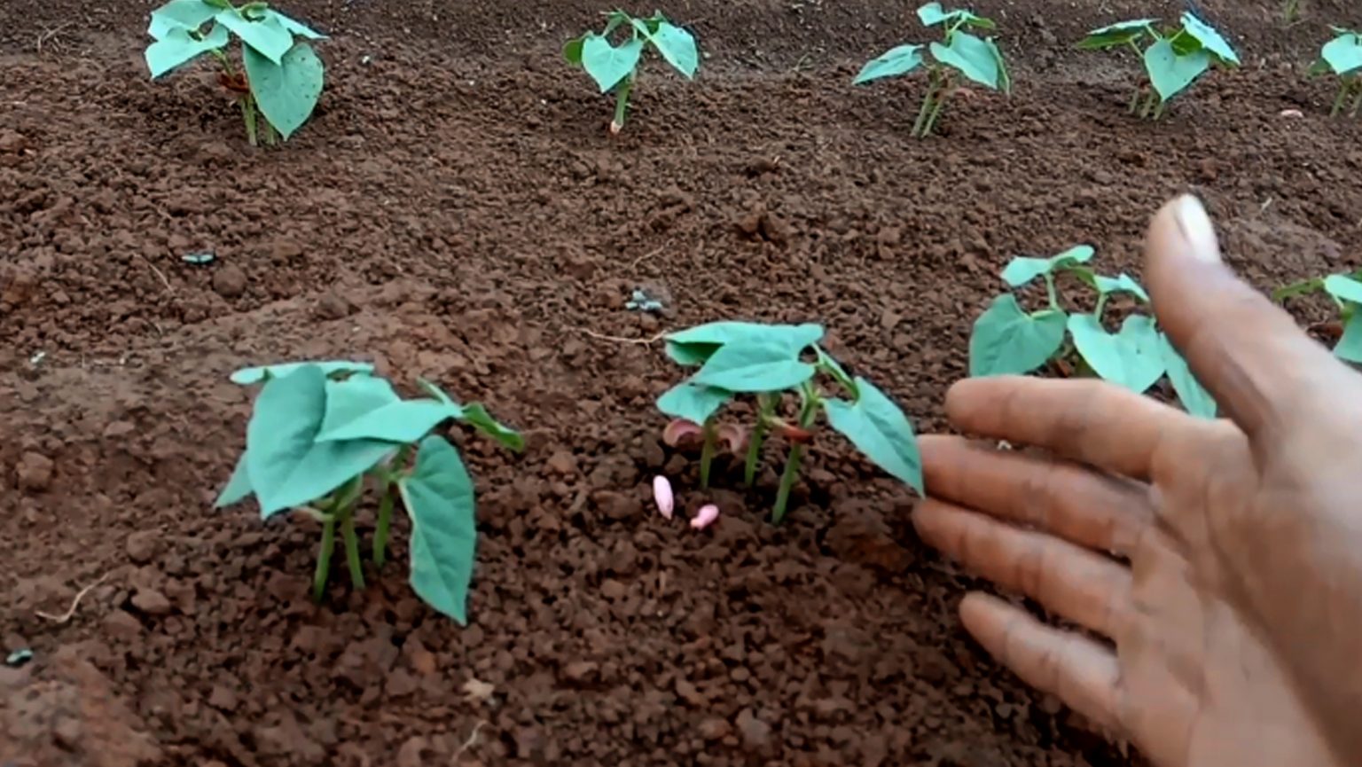 Pemupukan Pertama Tanaman Buncis | KampusTani.Com