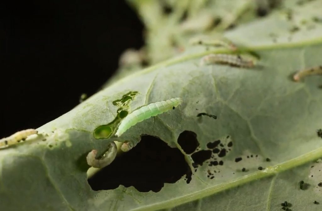 Pengendalian Ulat Kubis | KampusTani.Com