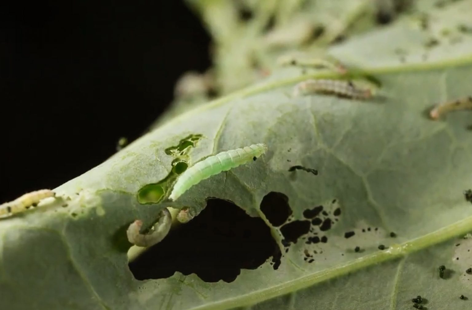 ulat daun | KampusTani.Com