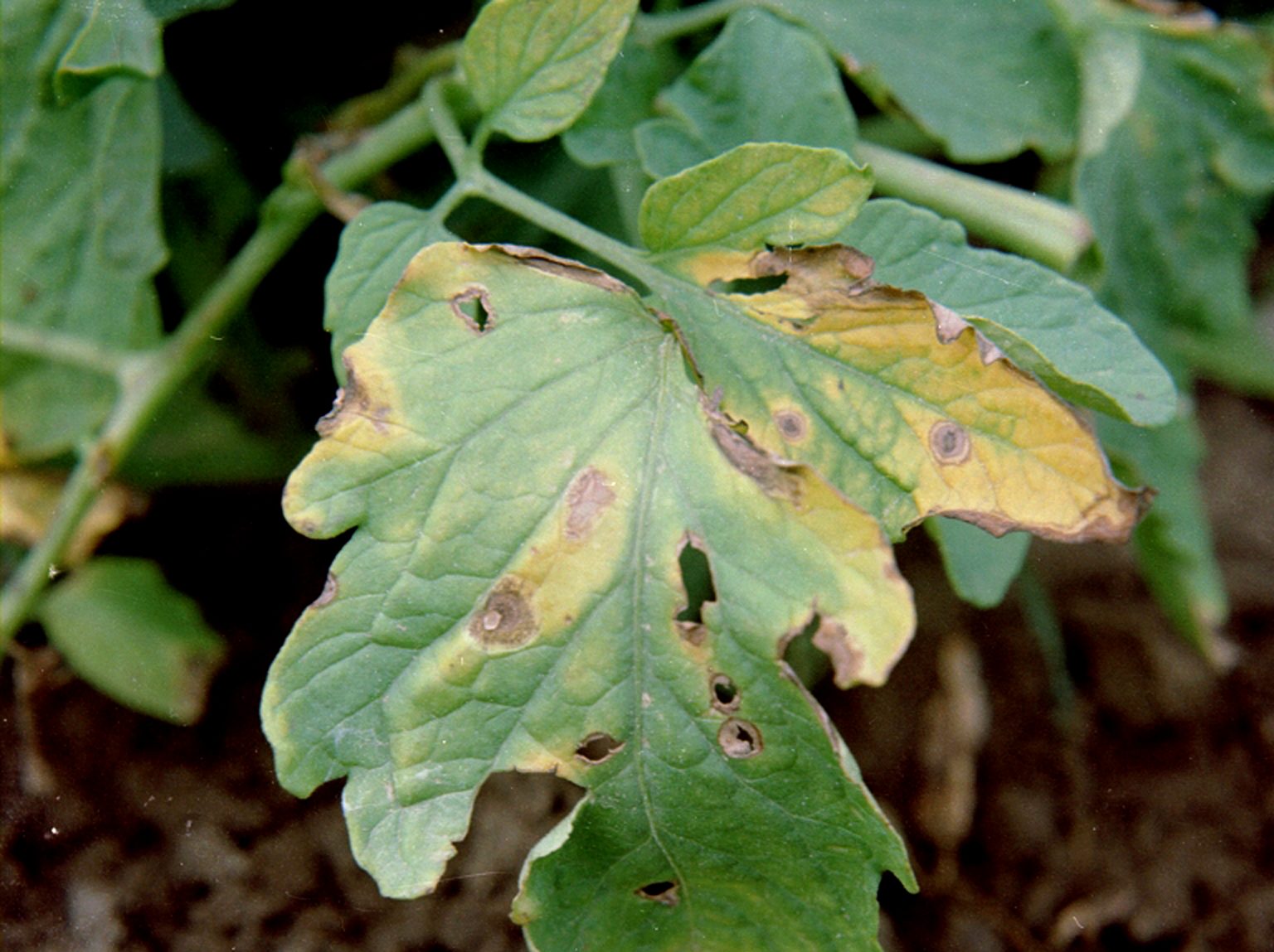 jamur patogen pada tanaman Daun tomat bercak pengendalian kampustani ...