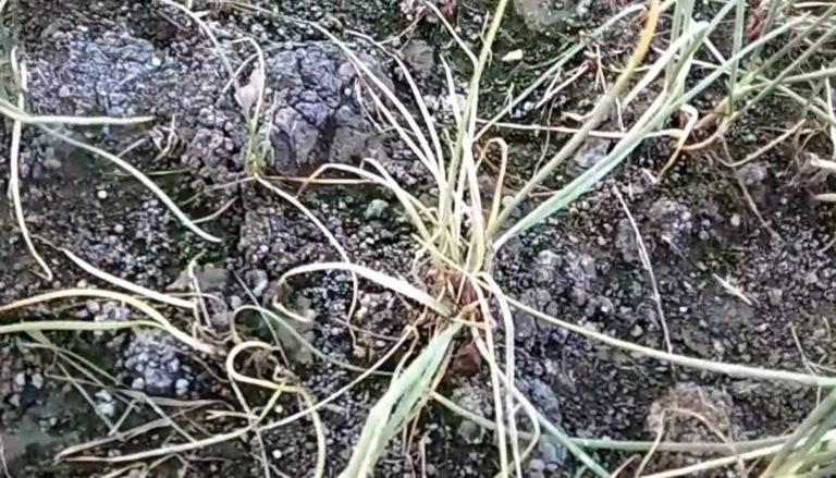 Pengendalian Penyakit Akar Gada Pada Tanaman Kubis | KampusTani.Com Pengendalian Penyakit Akar Gada Pada Tanaman Kubis | KampusTani.Com