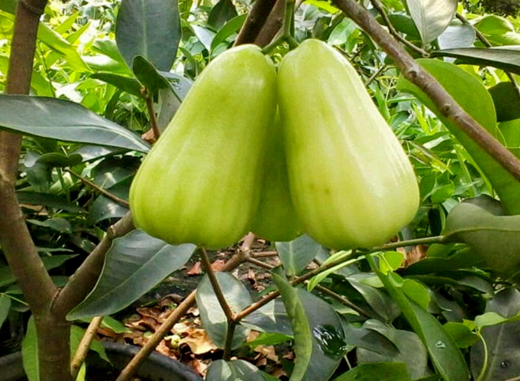 Cara Menanam Pohon Gamal | KampusTani.Com