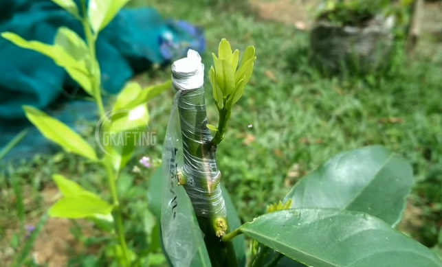 Cara Okulasi Jeruk Nipis | KampusTani.Com Cara Okulasi Jeruk Nipis | KampusTani.Com