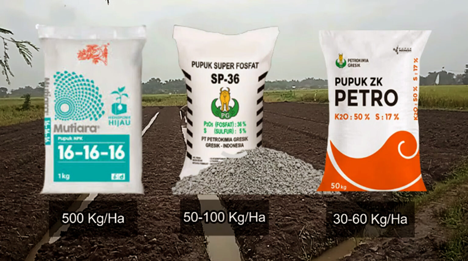 Cara Membuat Pupuk Organik Cair Fosfor | KampusTani.Com