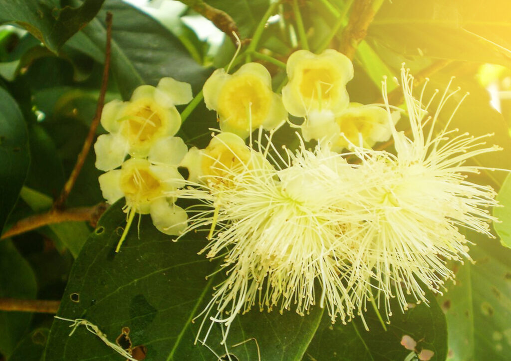 Cara Stek Batang Jambu Bol | KampusTani.Com