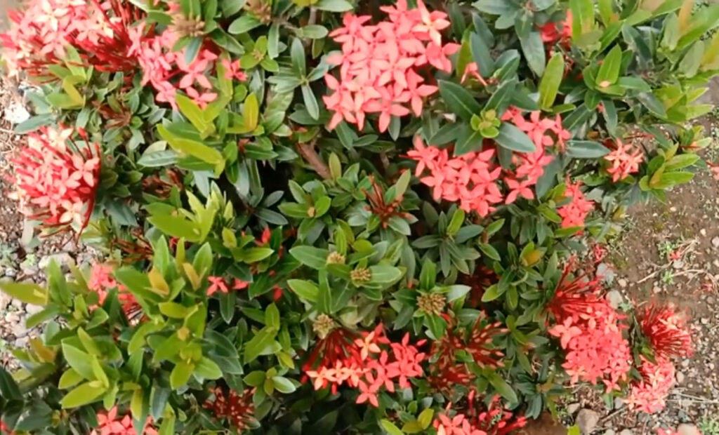 Cara Stek Bunga Soka | KampusTani.Com