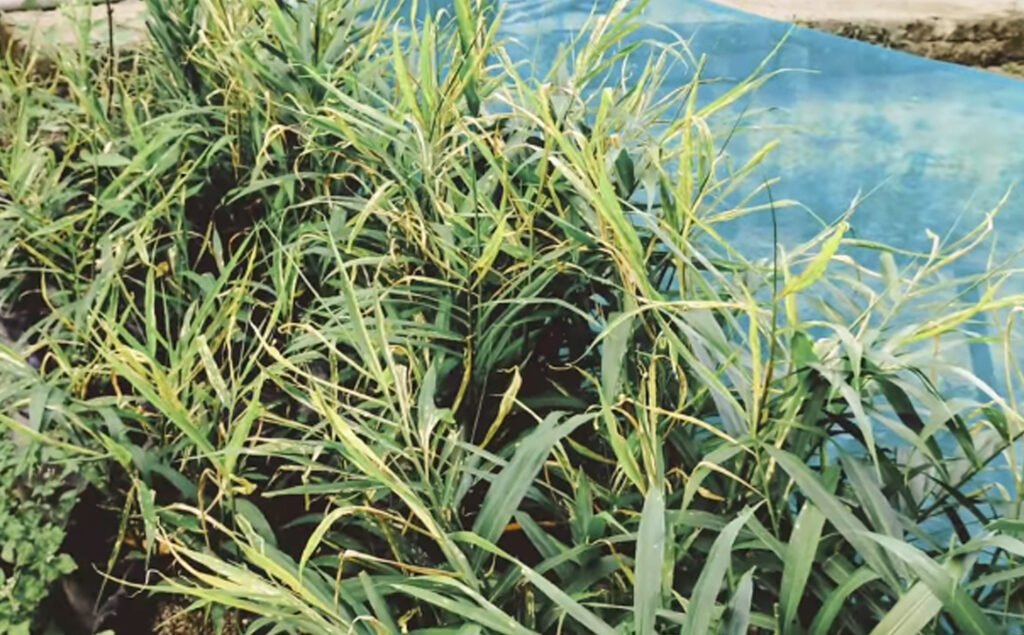 Fungisida Untuk Bercak Daun Jahe | KampusTani.Com